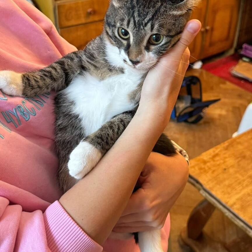 Полосатый котенок хочет домой