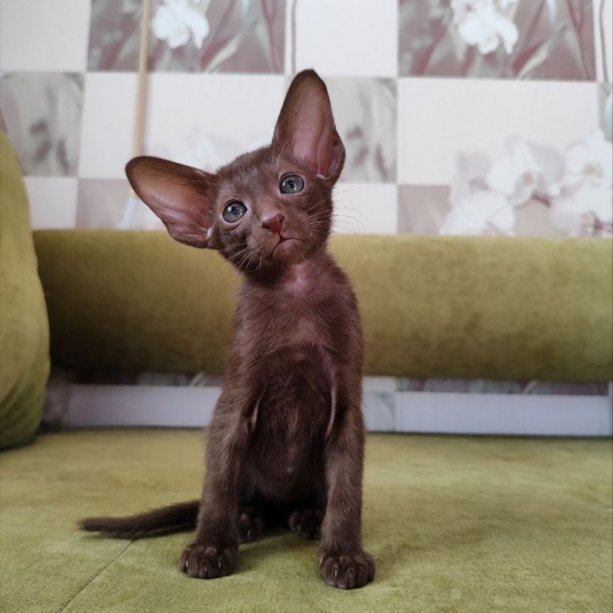 Очаровательные ориентальные котята