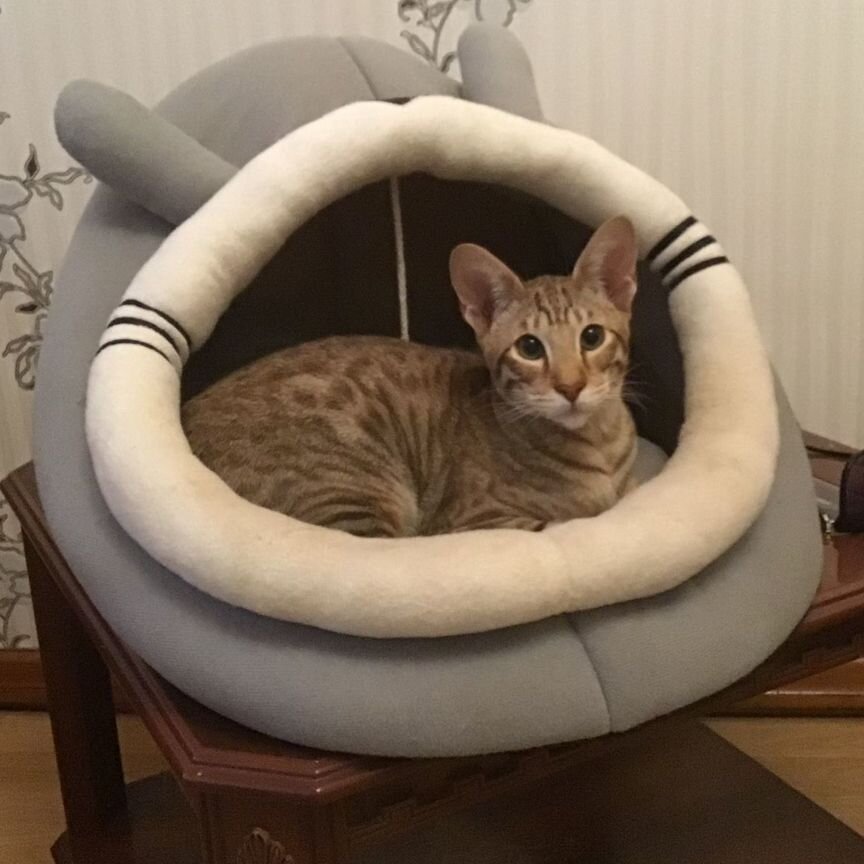 Домик-лежанка для кошки