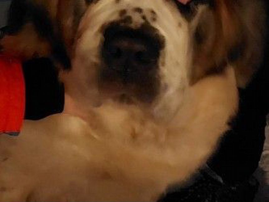 Отдам бесплатно сербернар в добрые руки