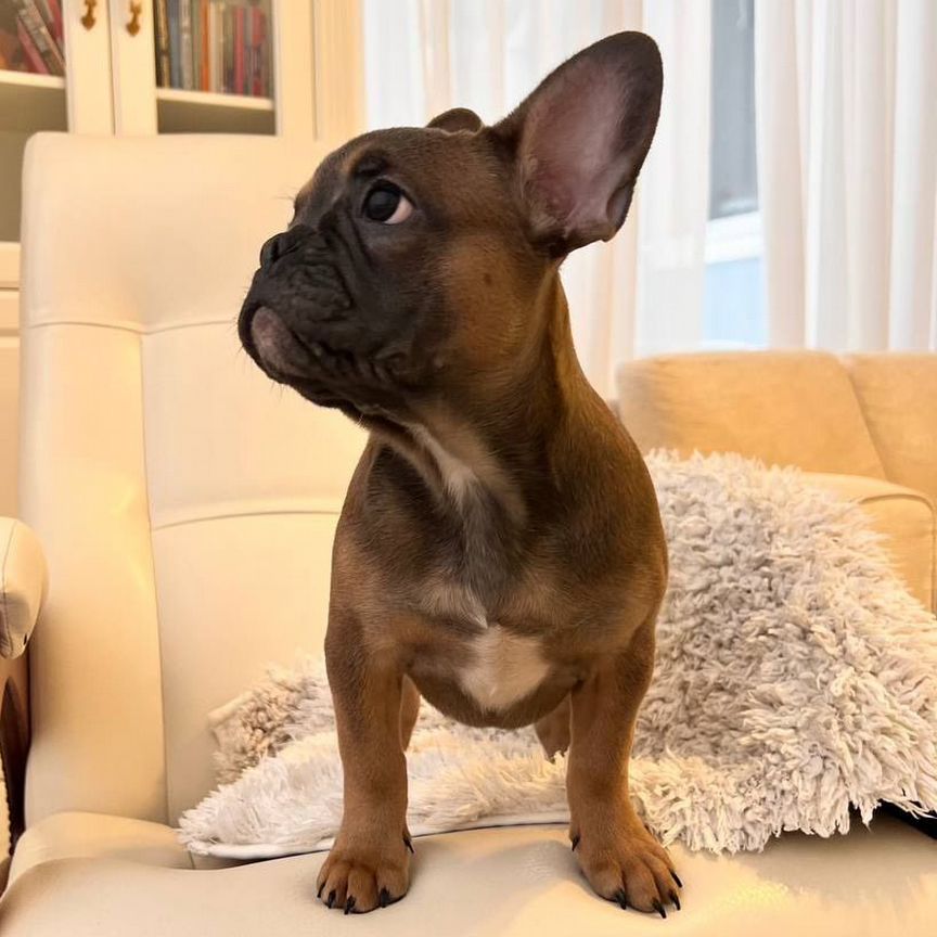 Французский бульдог, щенок