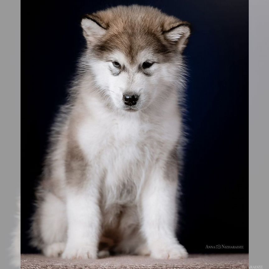 Аляскинский маламут, щенок