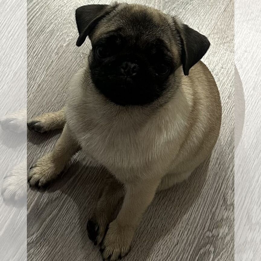 Мопс, щенок