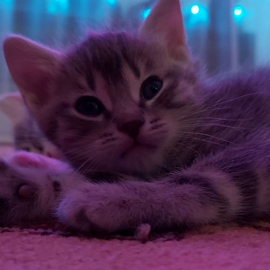 Котёнок в добрые руки