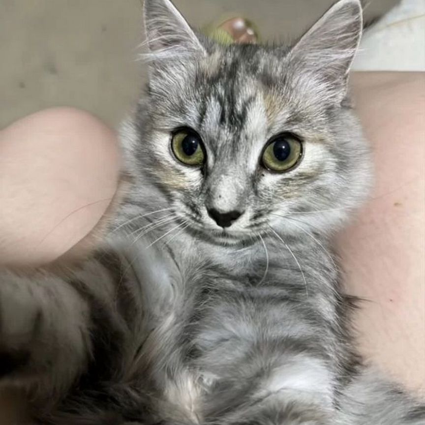 Канадский сфинкс котёнок