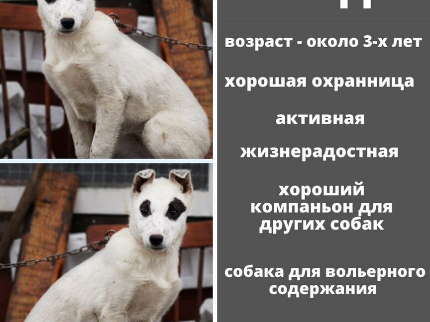 В добрые руки