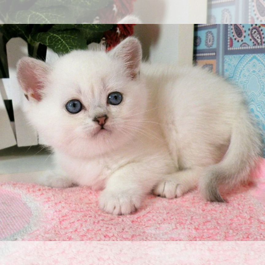 Шотландские котята колор-пойнт беби-фейс