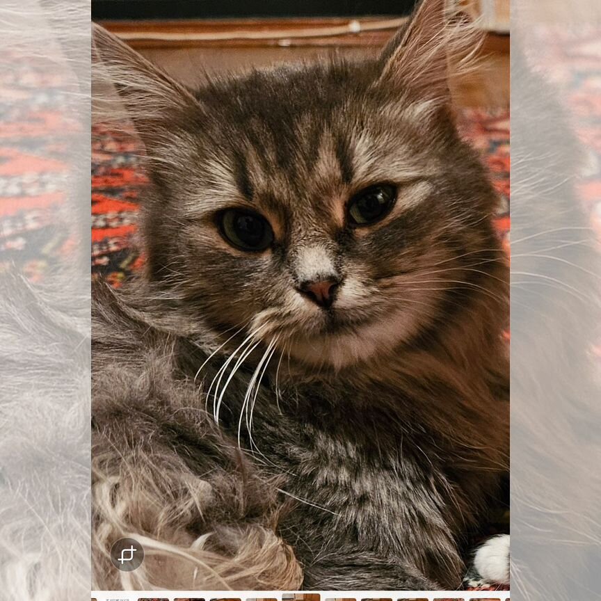 Взрослая, кошка в добрые руки