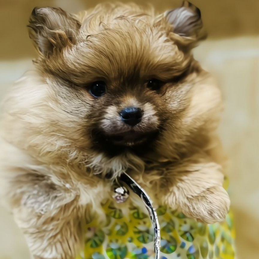 Померанский шпиц, щенок