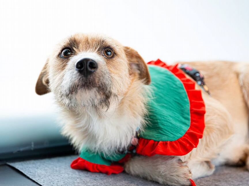 Молоденький трогательный песик ищет дом