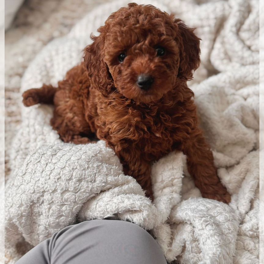 Очаровашки мальтипу Ред Браун