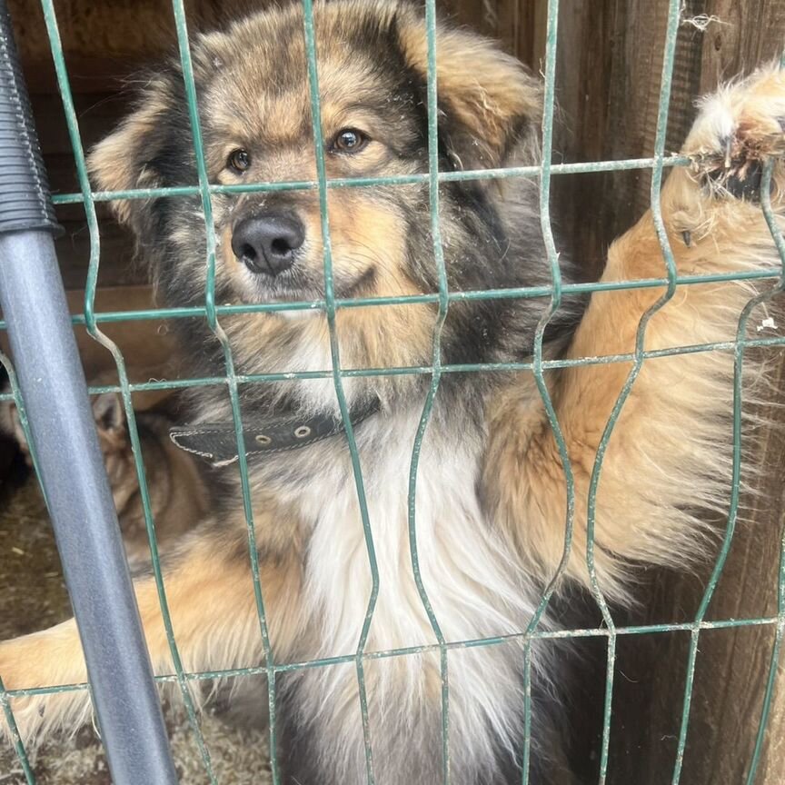 Пушистика подкинули в переполненный приют