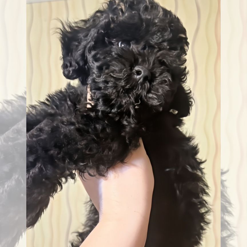 Той-пудель, щенок