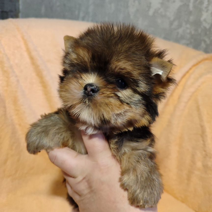 Золотой йорк мальчик