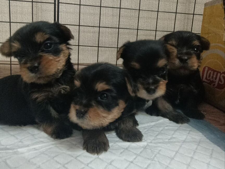 Йорк мальчишка