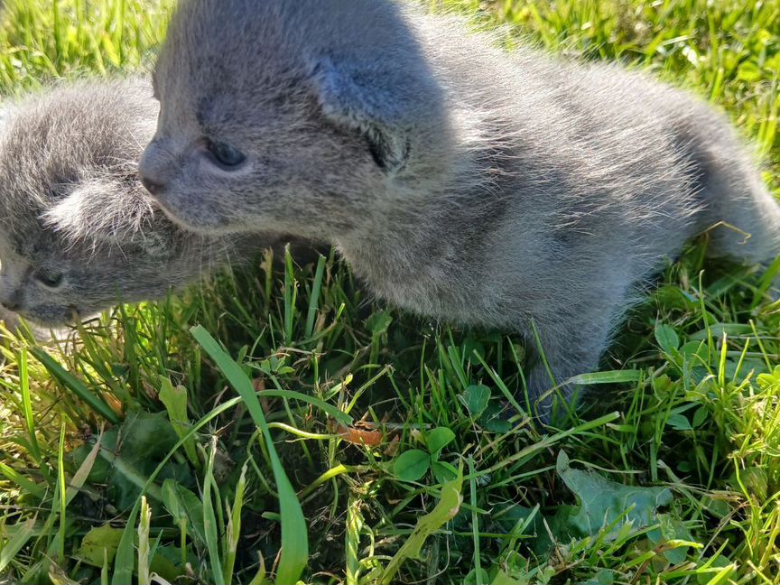 Котята русская голубая
