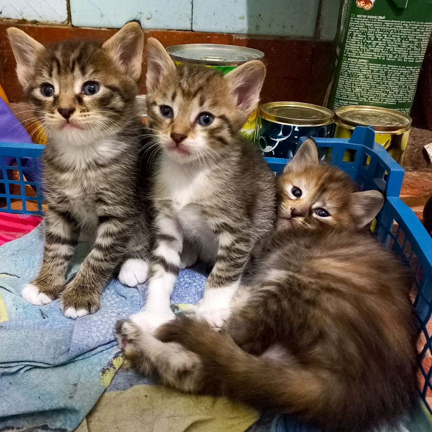 Котята 1 месяц. Умные, здоровые