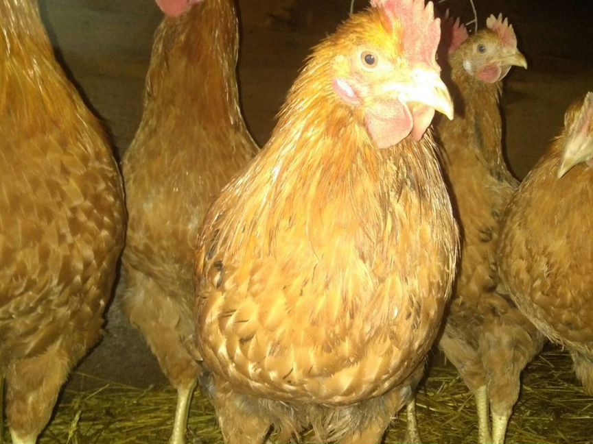 Петушки, индоутки