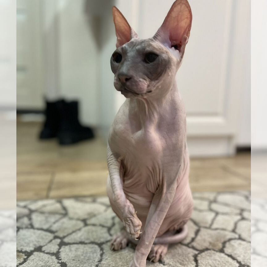 Донской сфинкс, взрослый кот