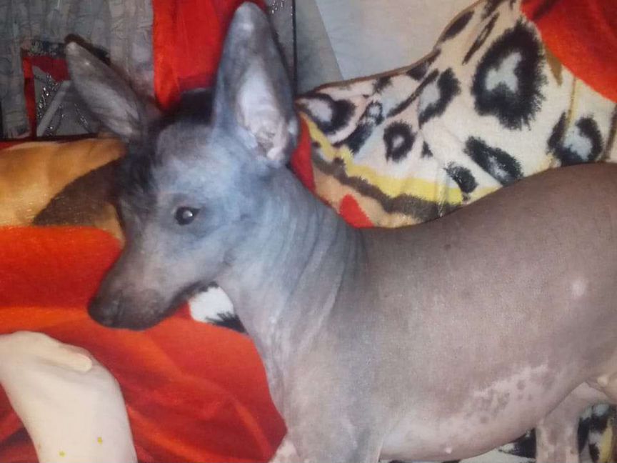 Продам собачку