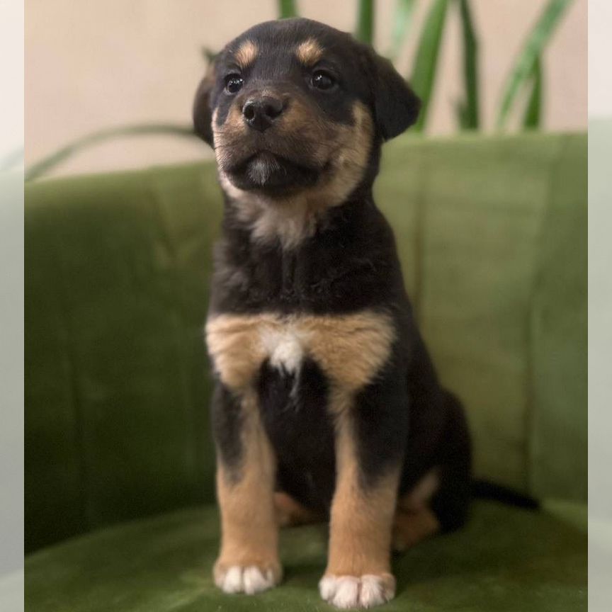 Щенок в добрые руки