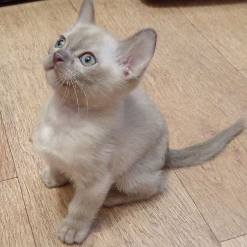 Европейский бурманский котёнок