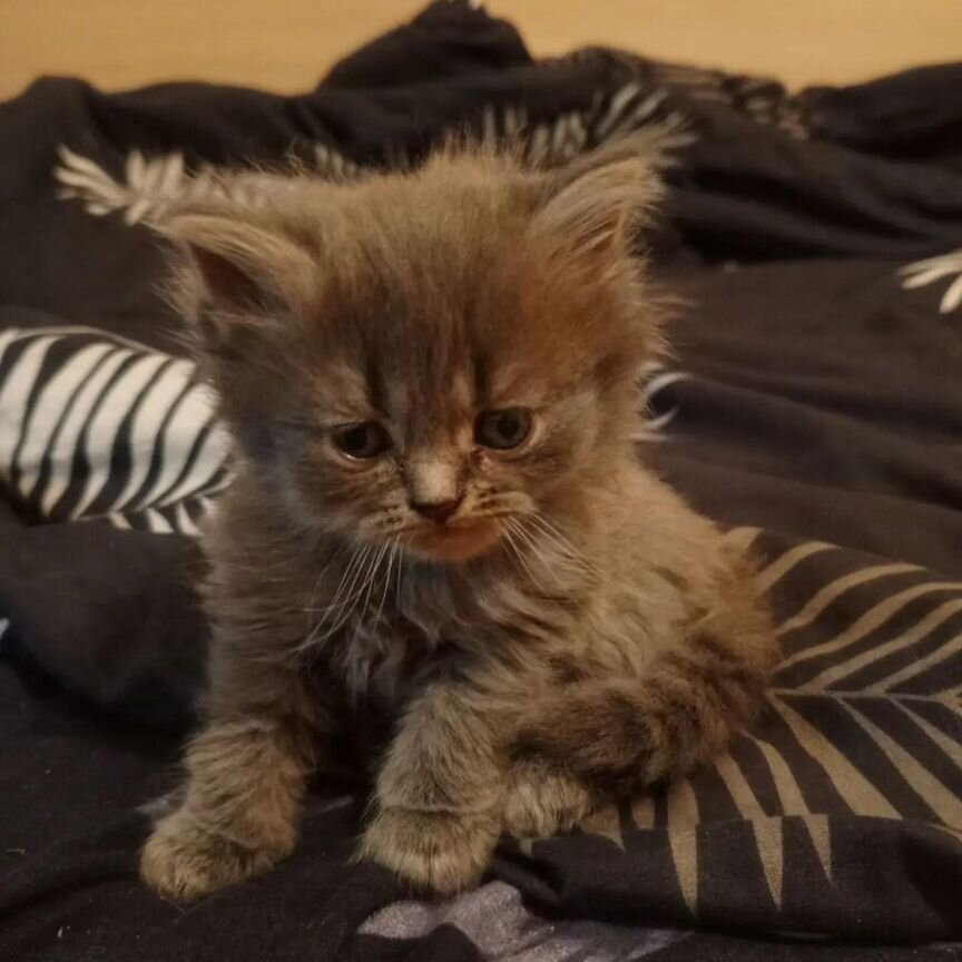 Шотландский вислоухий длинношёрстный котёнок
