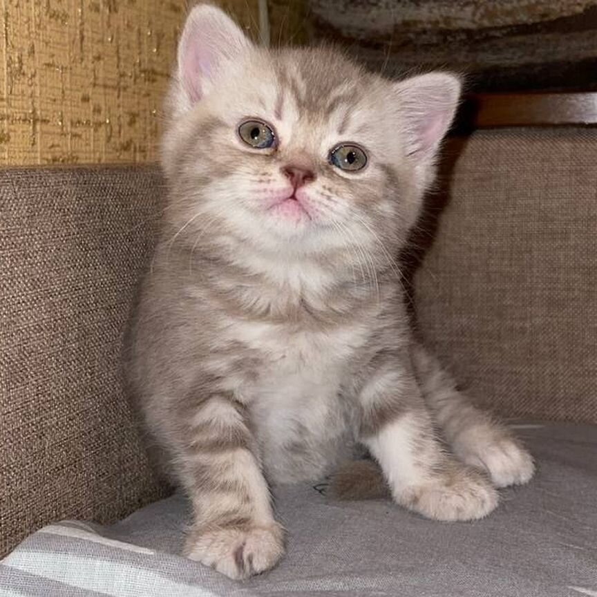 Шотландская кошечка прямоухая