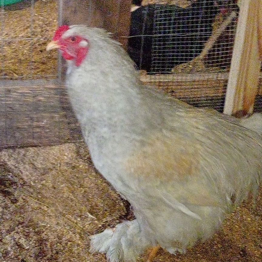 Петухи Брама, цыплята