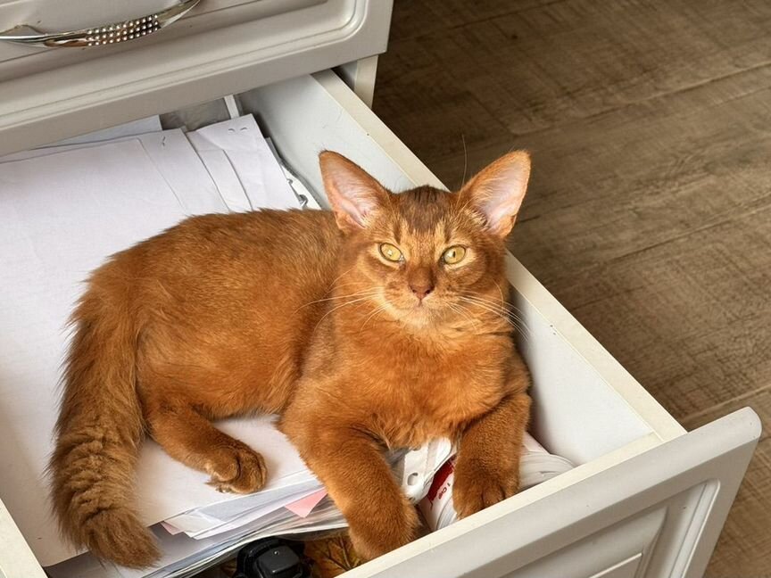 Сомалийские котята