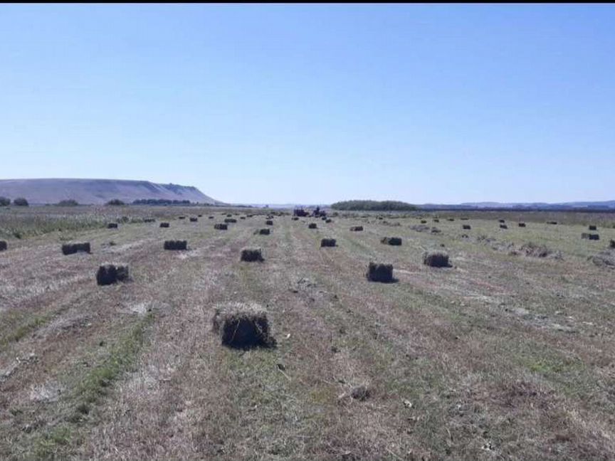 Сено в тюках