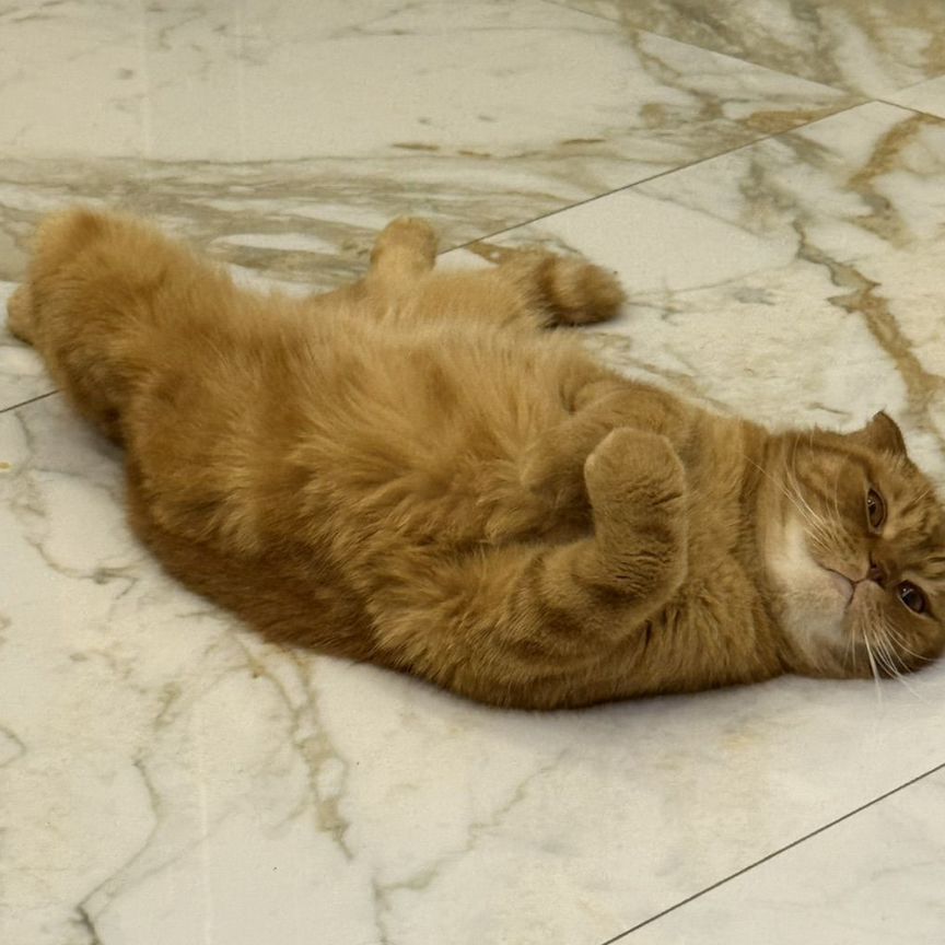 Шотладский кот в добрые руки