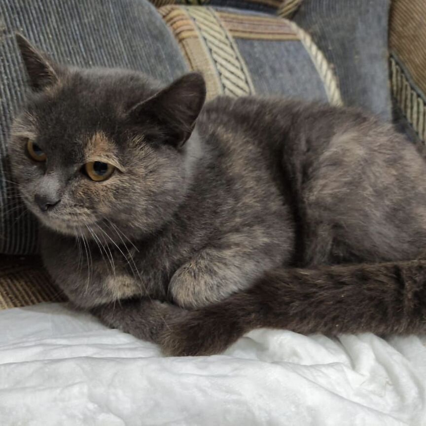 Взрослая кошка в добрые руки