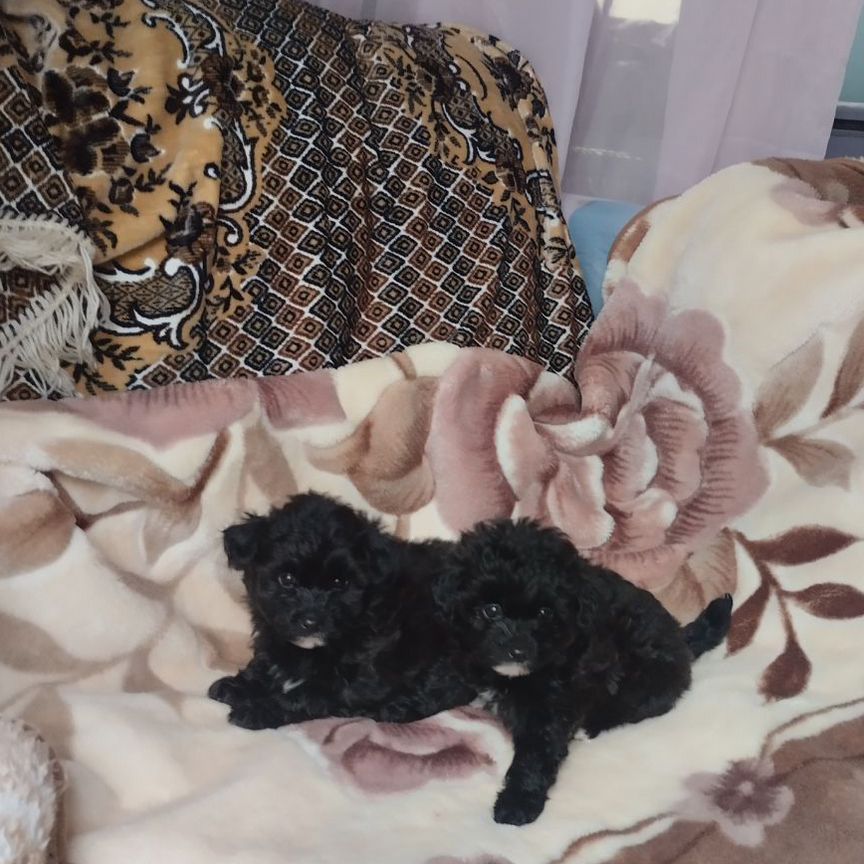 Щенок от частного владельца