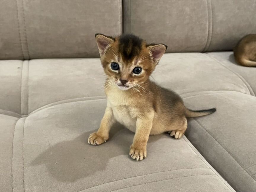 Абиссинская