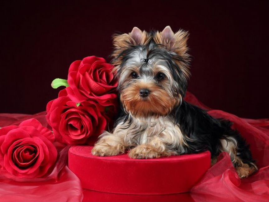 Йорки обаяшки малыши