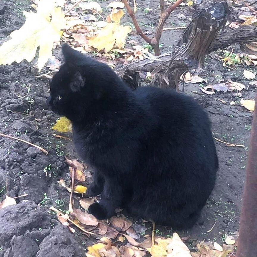 Кошка мышеловка осталась на дачах