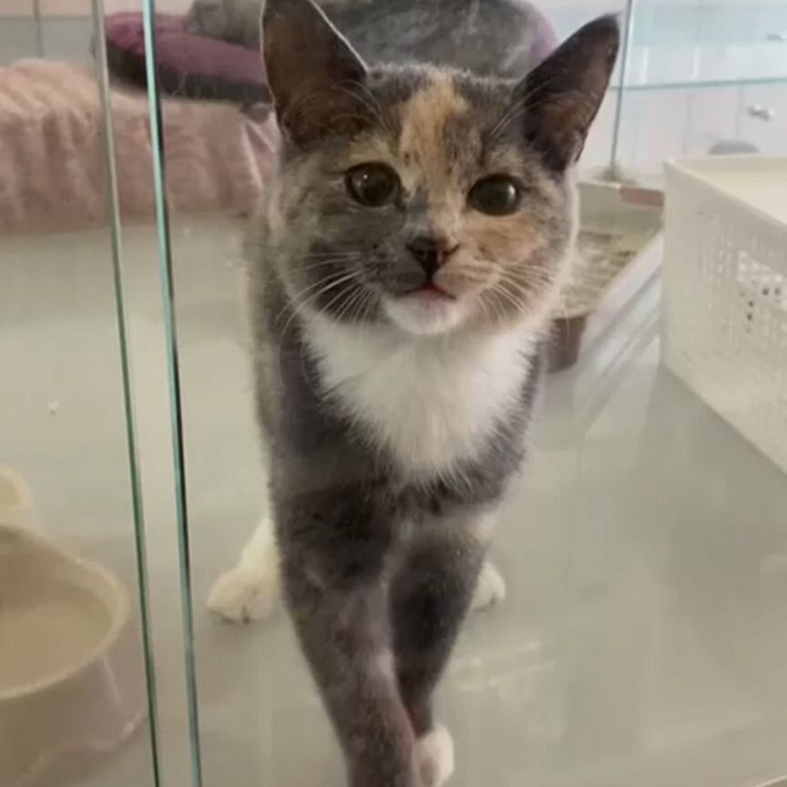 Котенок 3 месяца девочка