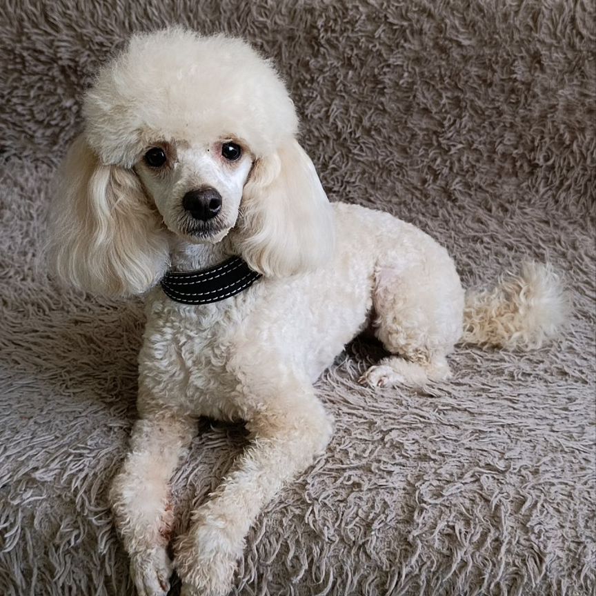 Карликовый пудель, вязка