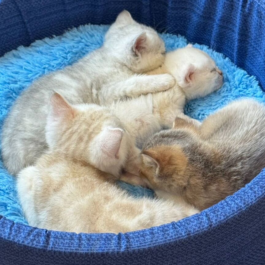 Шотландский прямоухий короткошёрстный котёнок