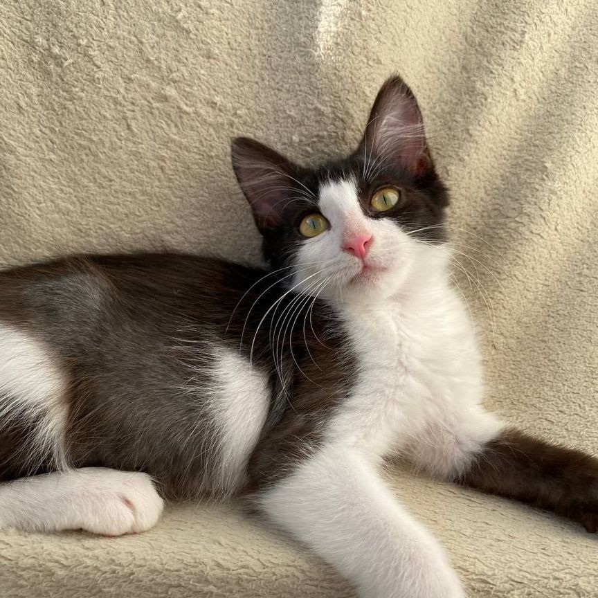 Красивая кошка