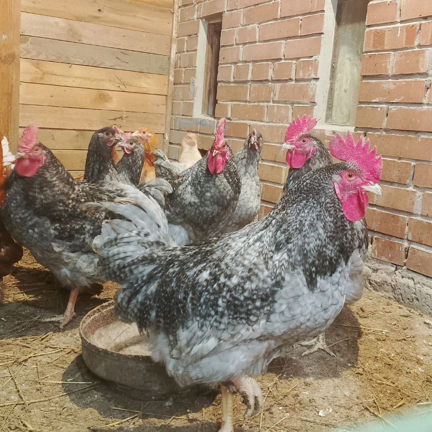 Петухи Доминант 107 (Голубые) 6-7 мес