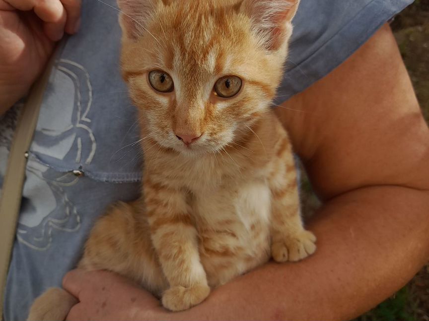 Котята в добрые руки бесплатно