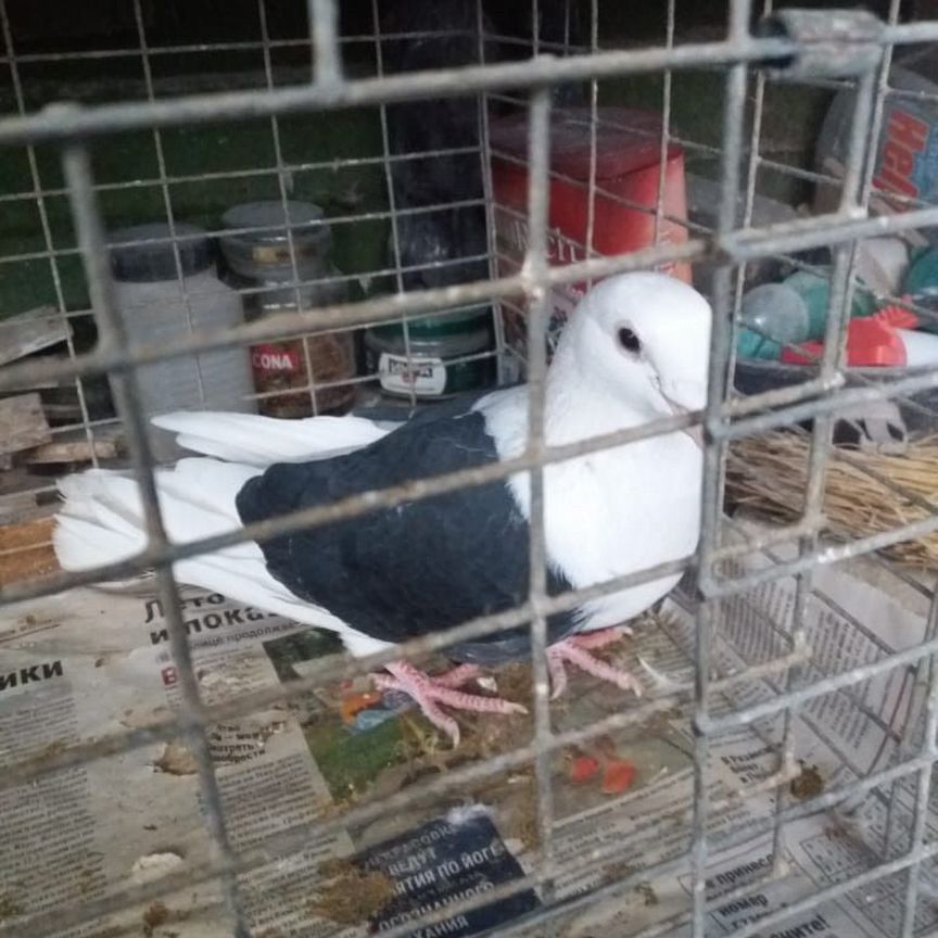 Бокатые чехи