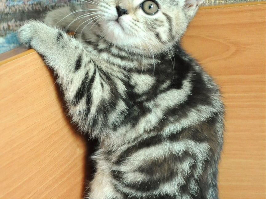 Кошка Шотландская