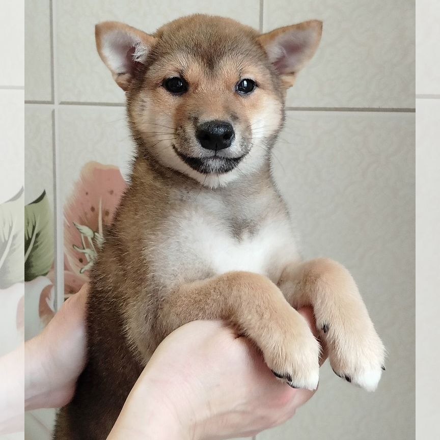 Сиба-ину, щенок