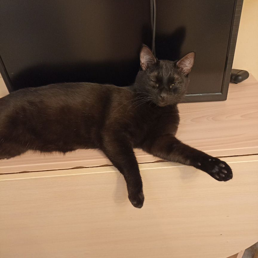 Взрослый кот в добрые руки