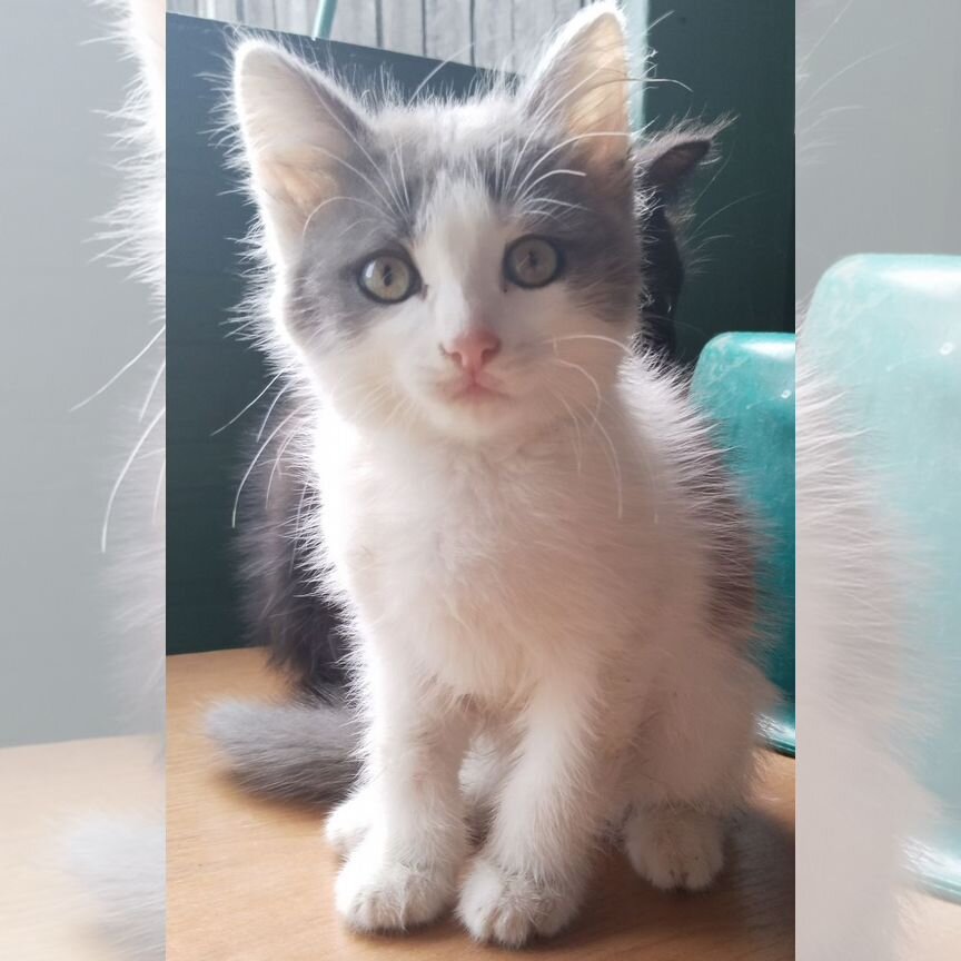 Котята в добрые руки бесплатно