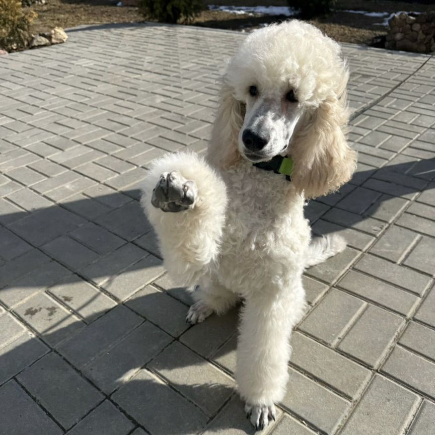 Пудель большой. Королевский