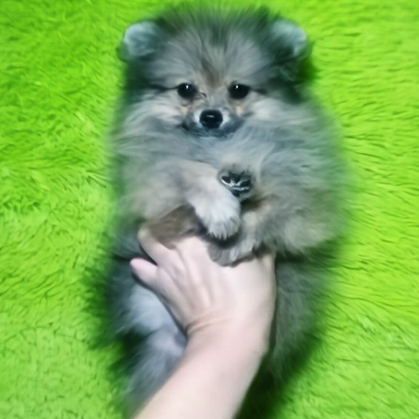 Померанский шпиц, щенок